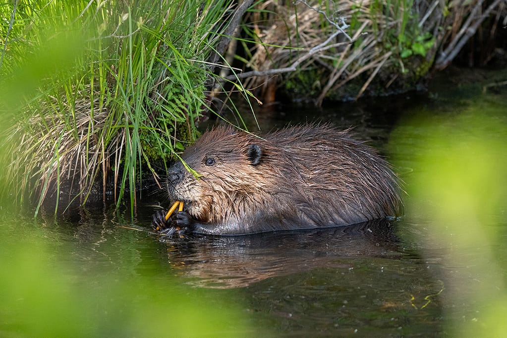 Beavers Are a Stream’s Best Friend - The Piedmont Environmental Council