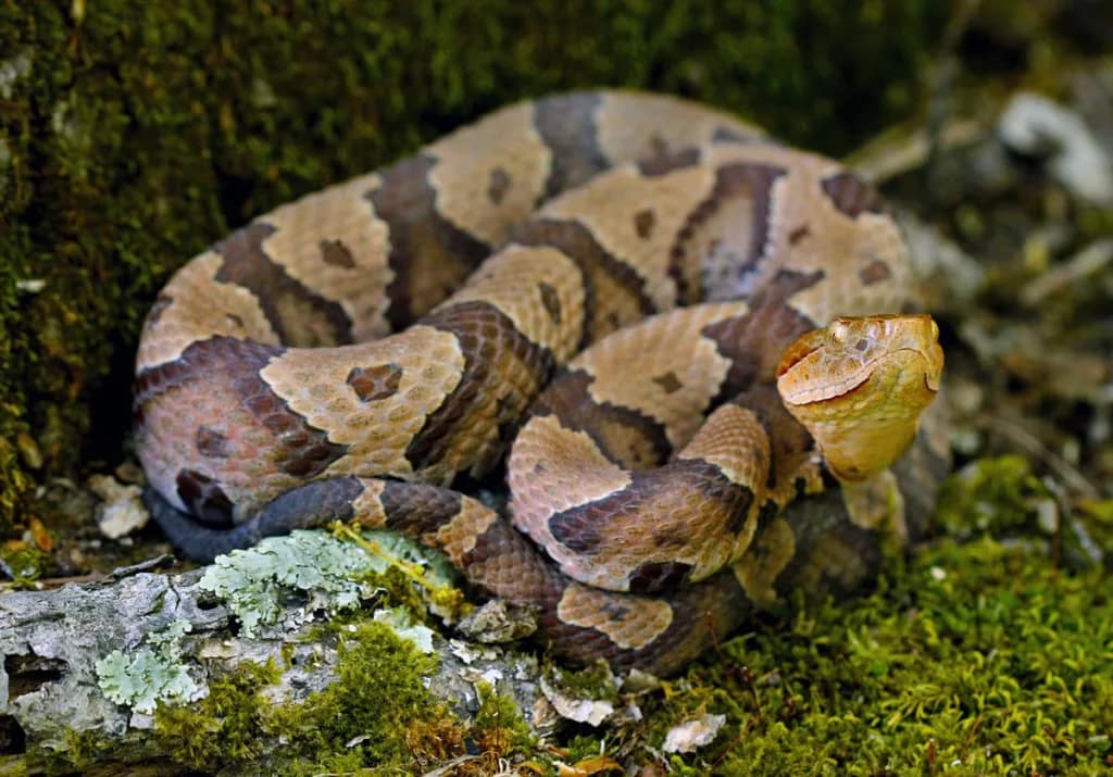 Eastern Copperheads - The Piedmont Environmental Council
