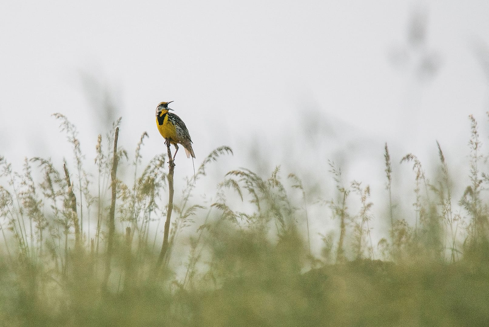 Return of the Grassland Birds - The Piedmont Environmental Council